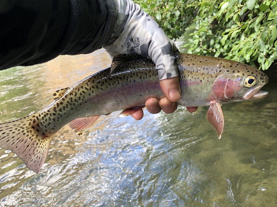 May 2020 Fishing Reports | Clackamas FlyFishers